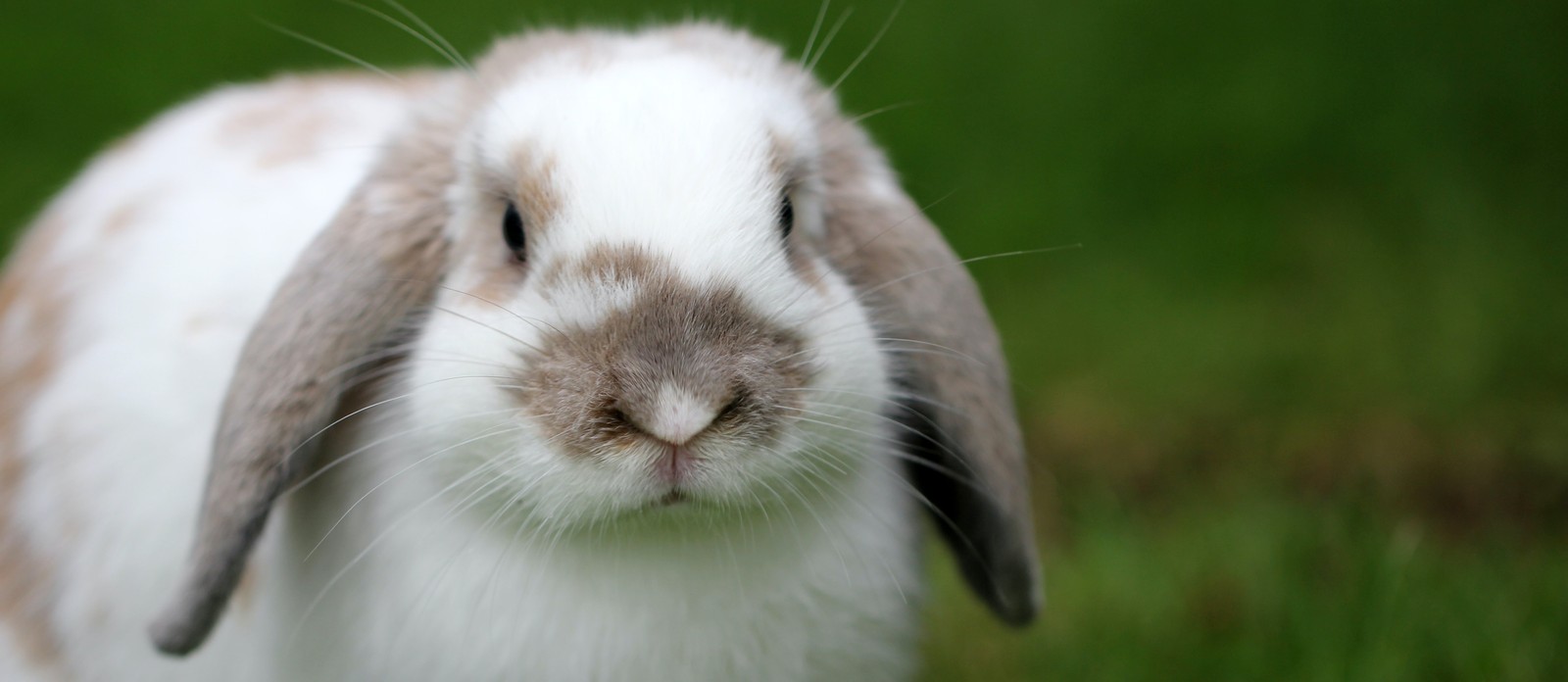 How much do you know about these popular brands' mascots? - Trivia Scoop