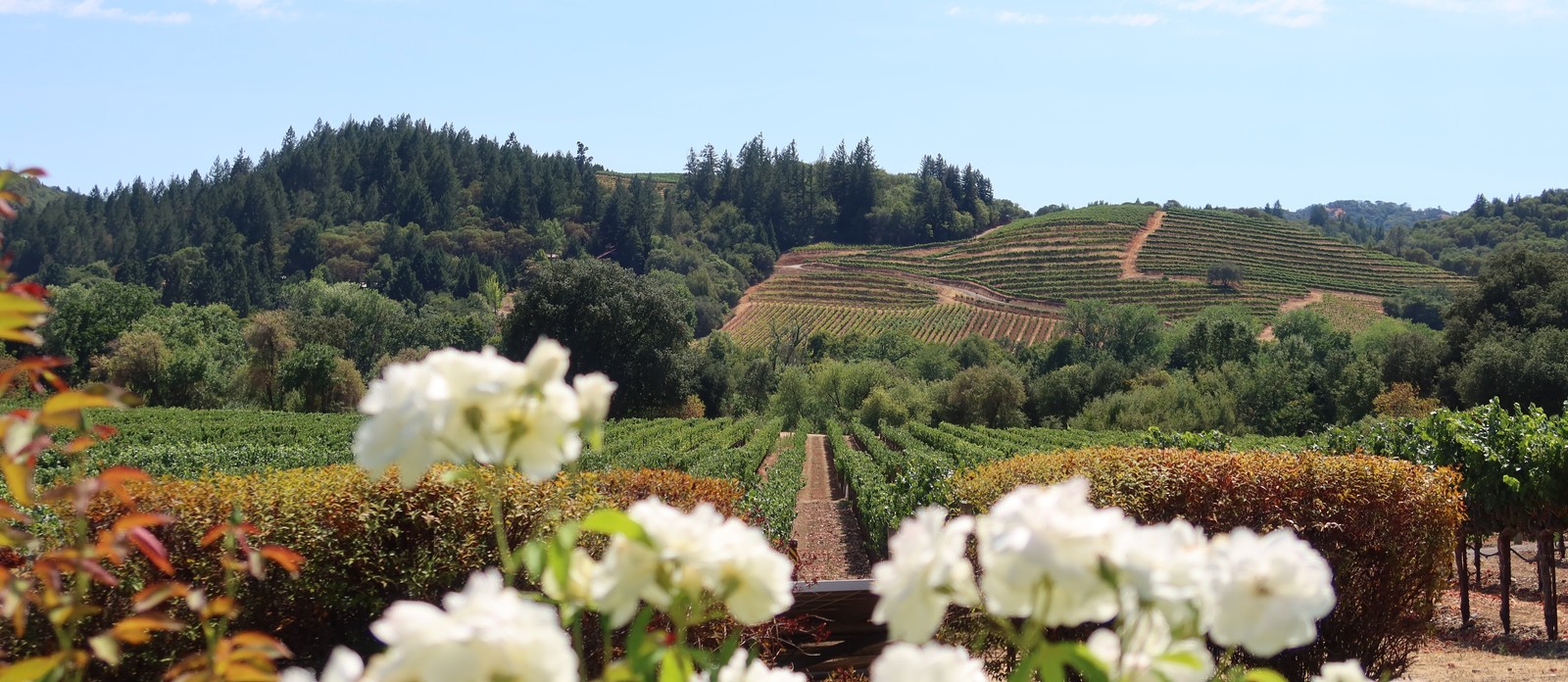 Sip and Score: Play our wine quiz to prove your expertise! - Trivia Scoop